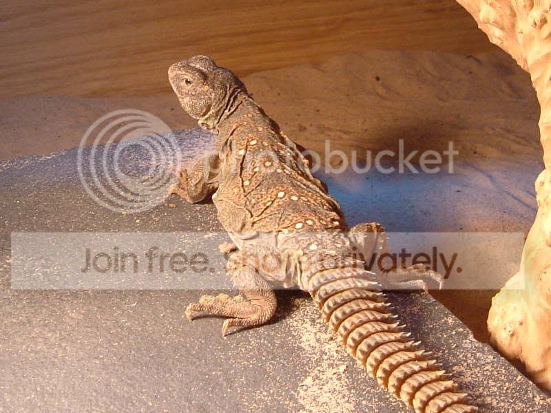 New: Female Ocellated Uromastyx | Reptile Forums