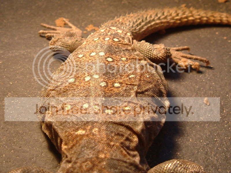 New: Female Ocellated Uromastyx | Reptile Forums