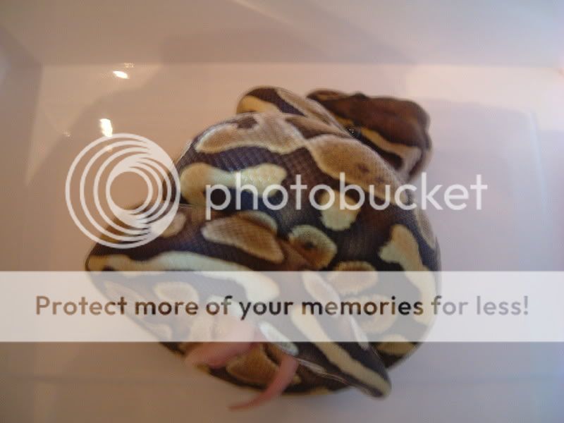 Lesser Platinum Ball Python | Reptile Forums