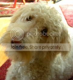 Grooming question ...eyelashes? | Labradoodle Forums