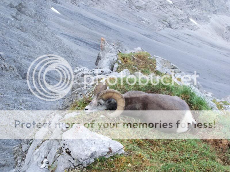 2012 Thin horn sheep picture thread