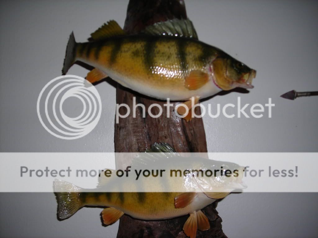 State record Perch? | Colorado Fisherman Forum