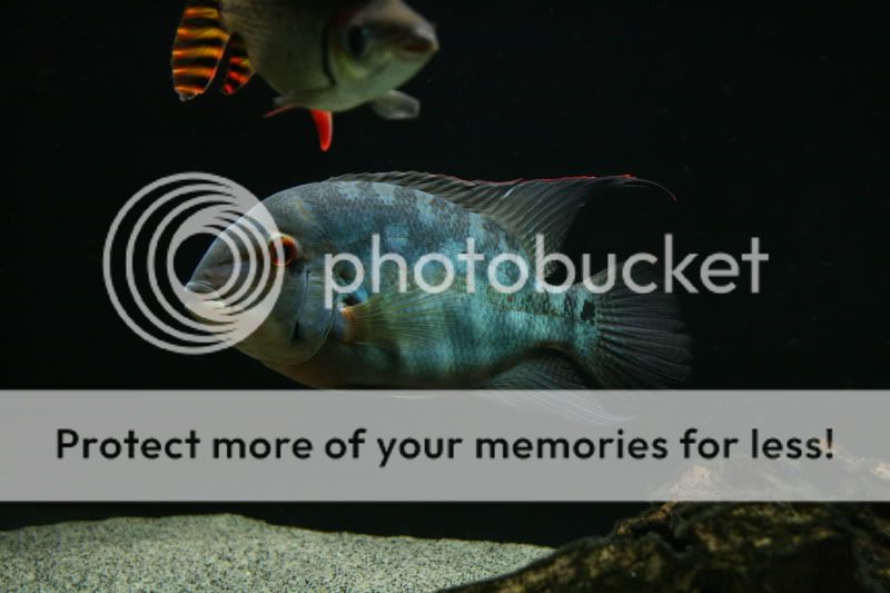 H. psittacus - true parrot cichlid - Official Photo Thread ...