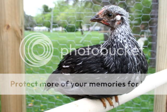 Photos of my 5 week old chicks. | BackYard Chickens - Learn How to ...